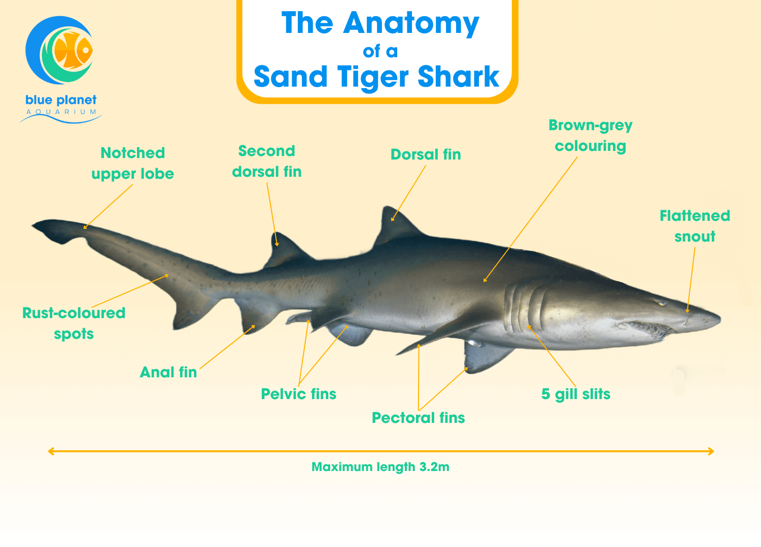 Learn All About the Anatomy of a Shark - Blue Planet Aquarium