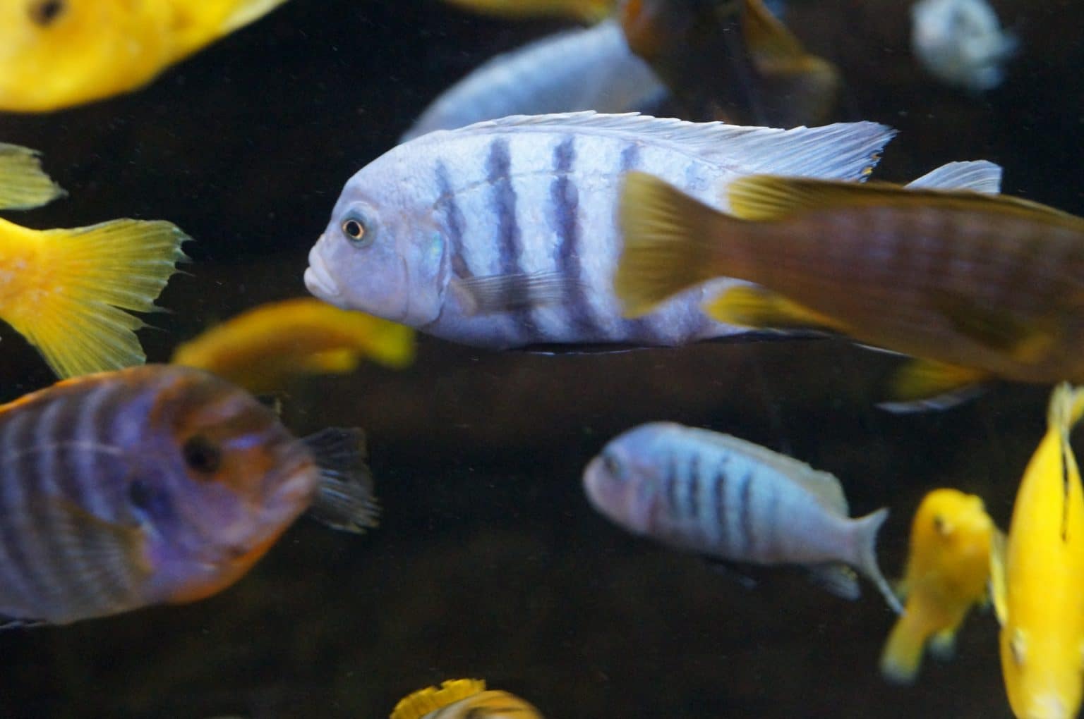 The extraordinary fish of Lake Malawi - Blue Planet Aquarium