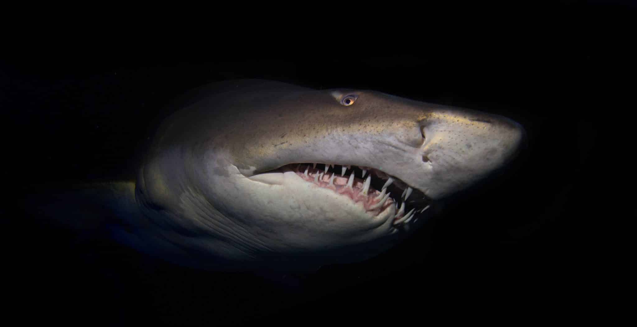 Comparing the size of sharks - Blue Planet Aquarium