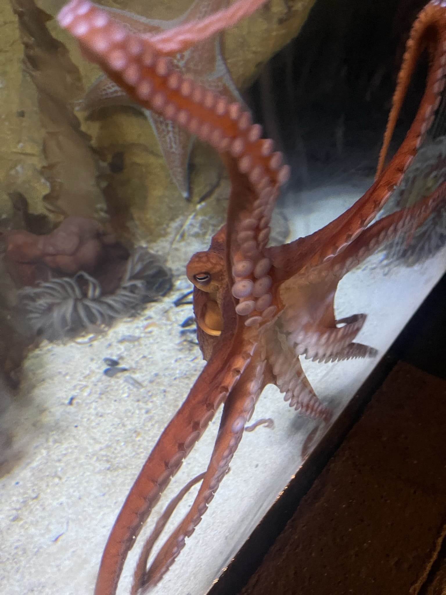 Saying Goodbye To Kevin the Octopus - Blue Planet Aquarium