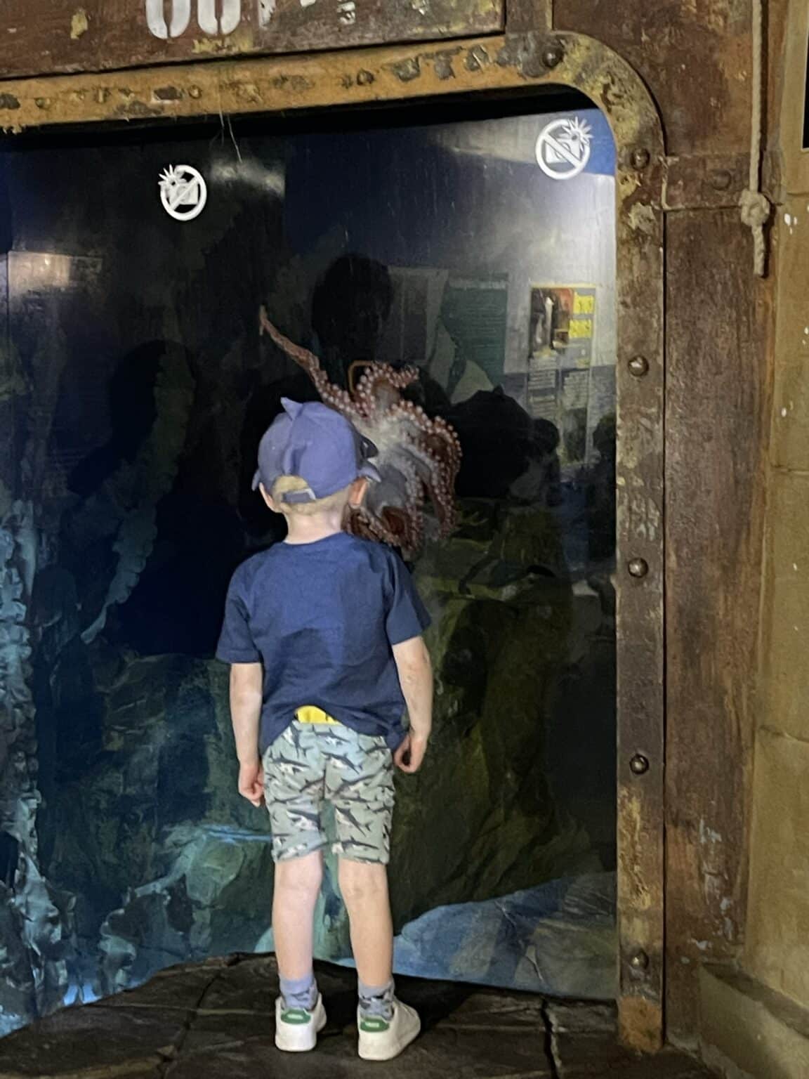 Saying Goodbye To Kevin the Octopus - Blue Planet Aquarium
