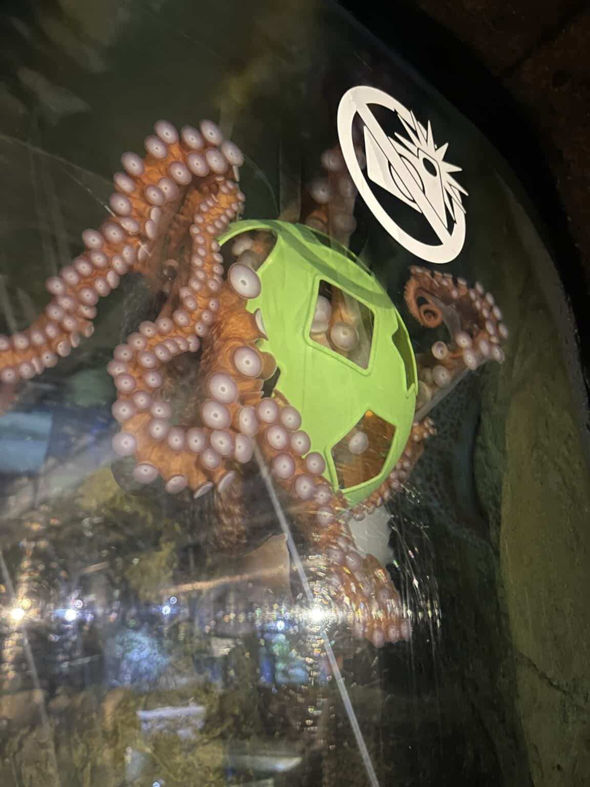 Saying Goodbye To Kevin the Octopus - Blue Planet Aquarium