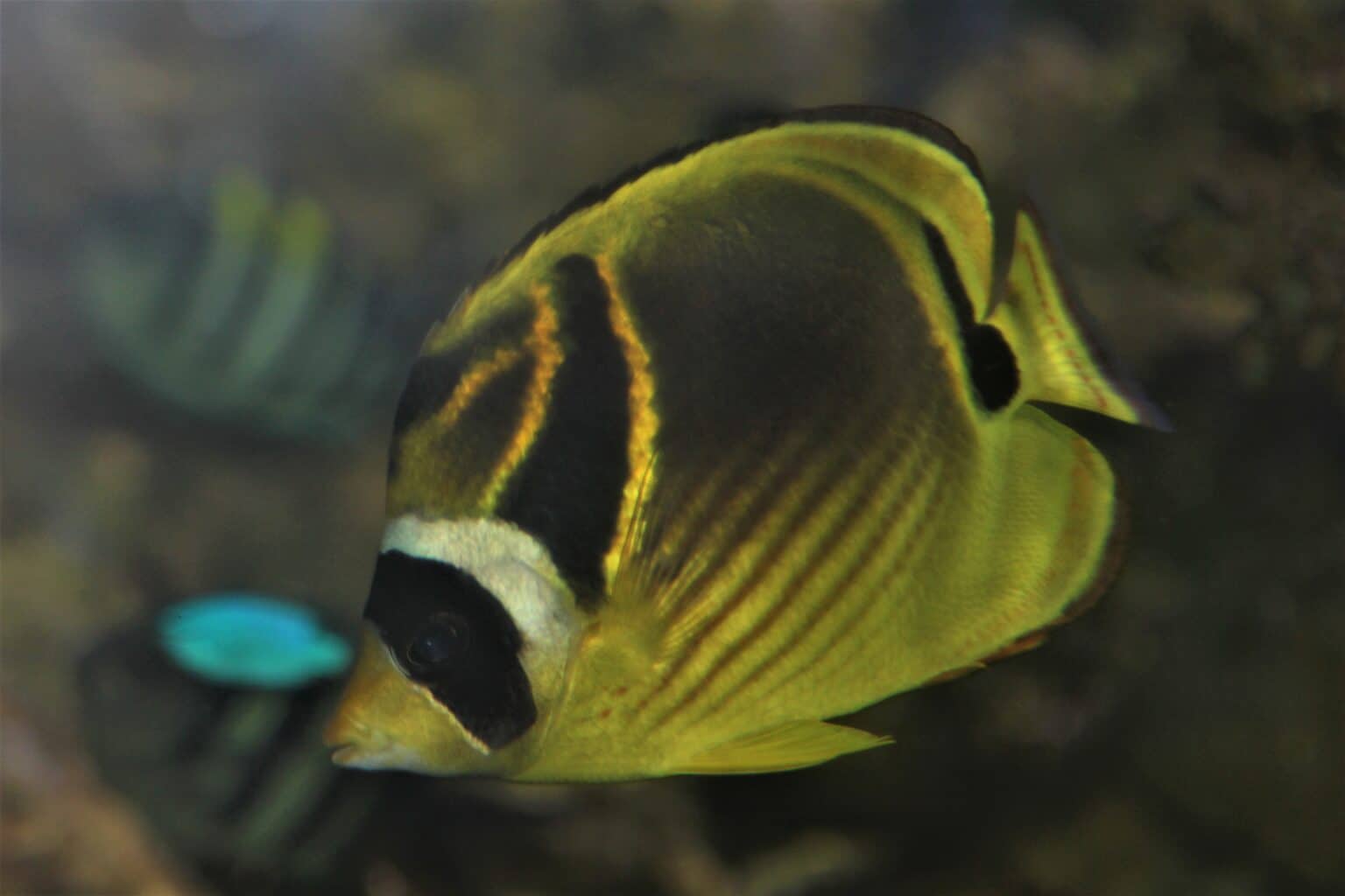 The Different Species of Butterflyfish - Blue Planet Aquarium