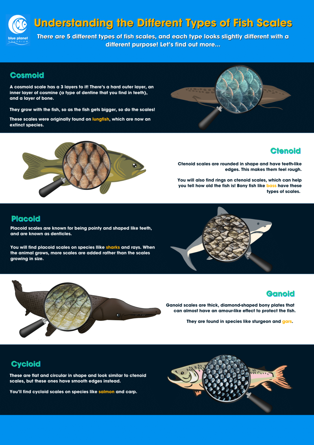 Why Do Fish Have Scales? - Blue Planet Aquarium