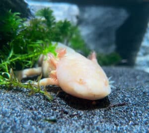 Axolotls: A Look into Their Habitat, Life Cycle and Conservation Status ...