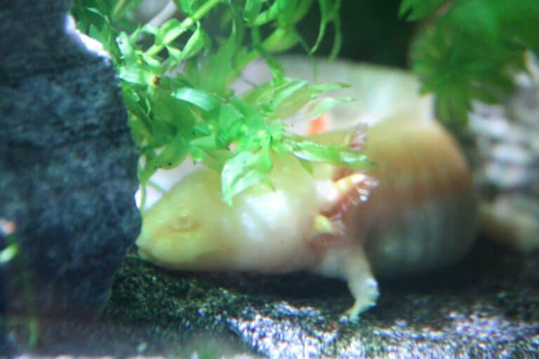 Axolotls: A Look into Their Habitat, Life Cycle and Conservation Status ...