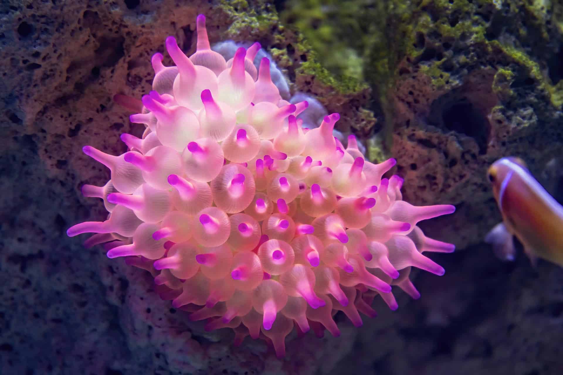 What are Cnidarians? Everything You Need to Know - Blue Planet Aquarium