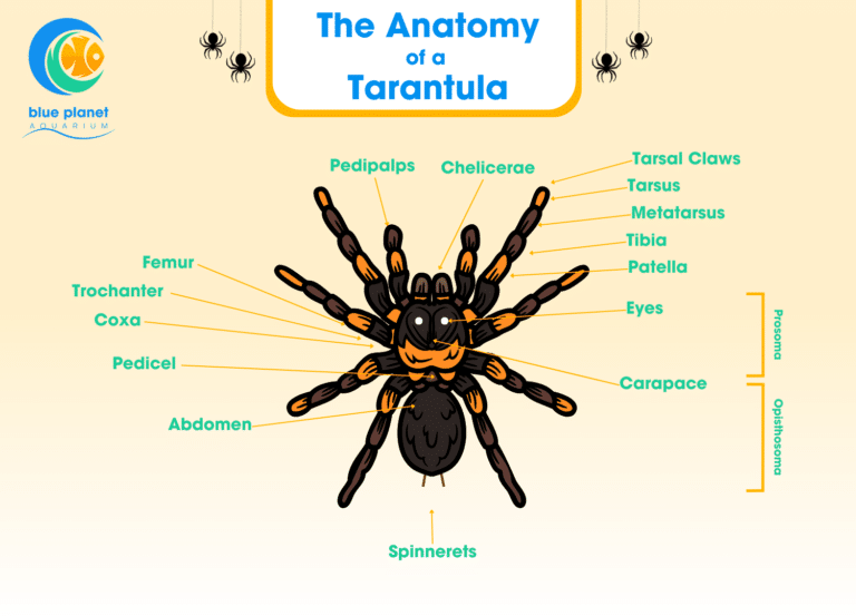 Tarantula Anatomy | Blue Planet Aquarium