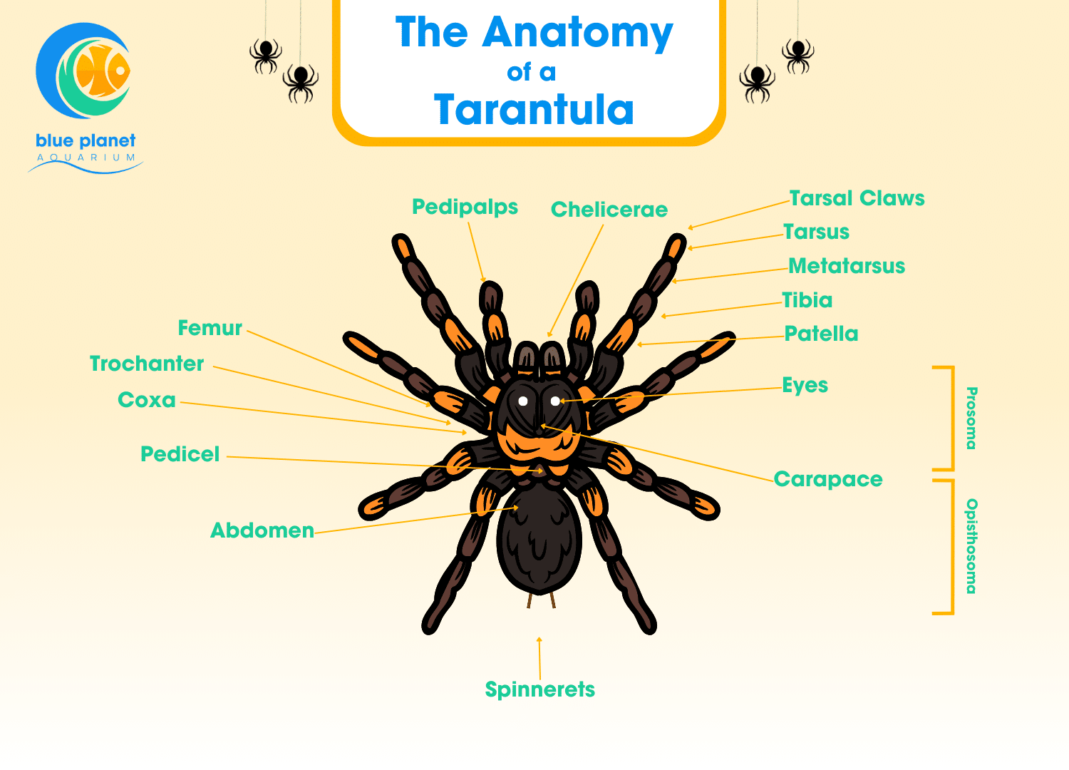 Tarantula Anatomy | Blue Planet Aquarium