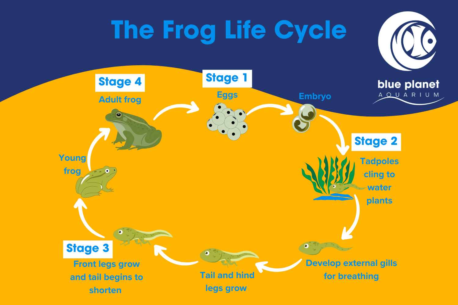 Life Cycle of a Frog: Explained - Blue Planet Aquarium