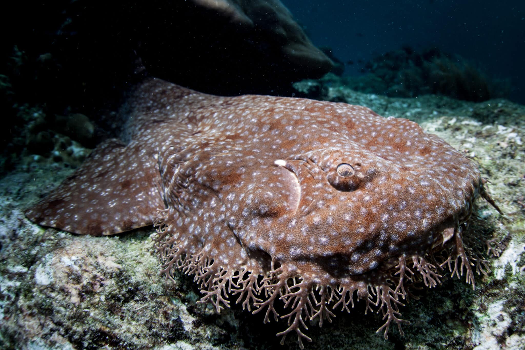6 Things You Need to Know About Carpet Sharks - Blue Planet Aquarium