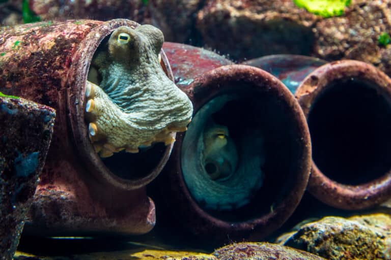 What is a Cephalopod and How to Identify One - Blue Planet Aquarium