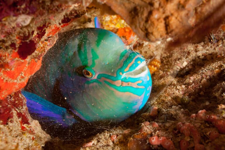 Do Fish Sleep at Night? - Blue Planet Aquarium