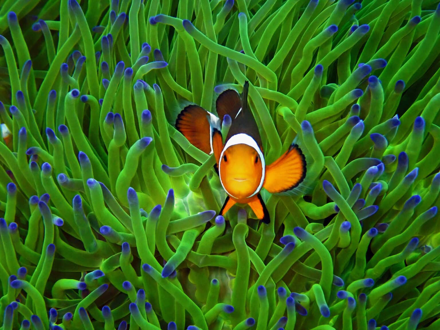 What are the Most Intelligent Sea Creatures? - Blue Planet Aquarium