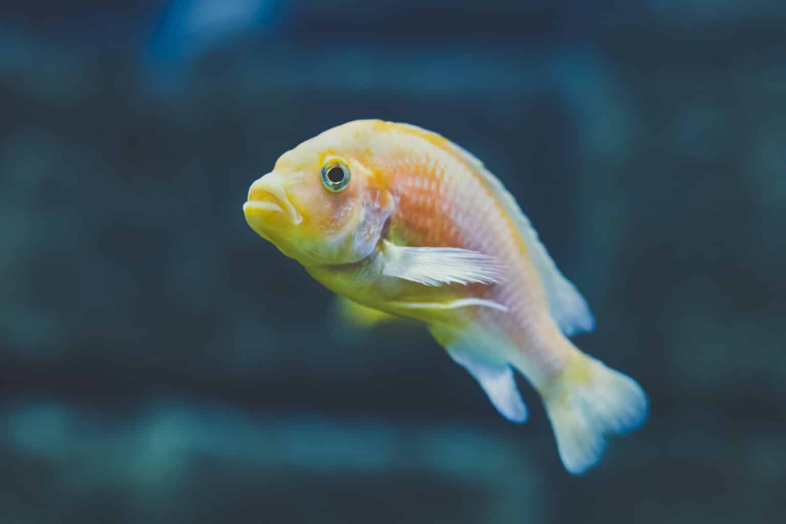 6 Facts You Should Know About Cichlids - Blue Planet Aquarium