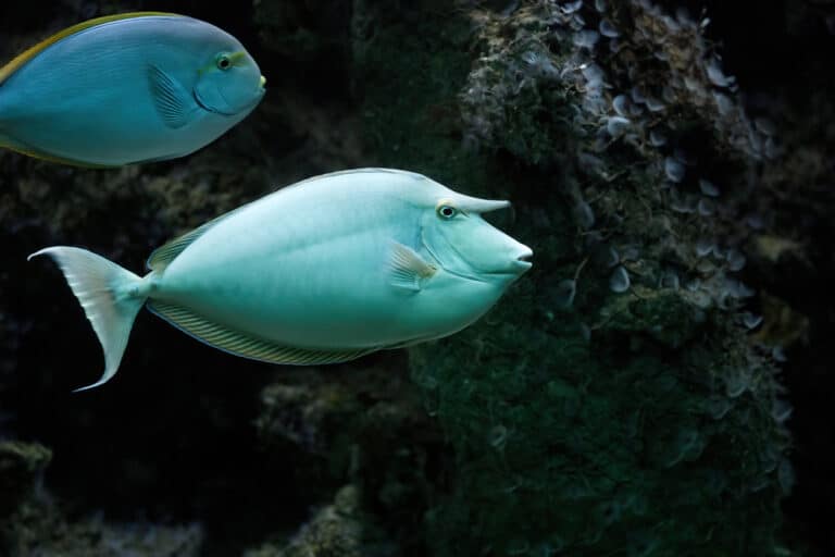 5 Interesting Facts About Tang Fish - Blue Planet Aquarium