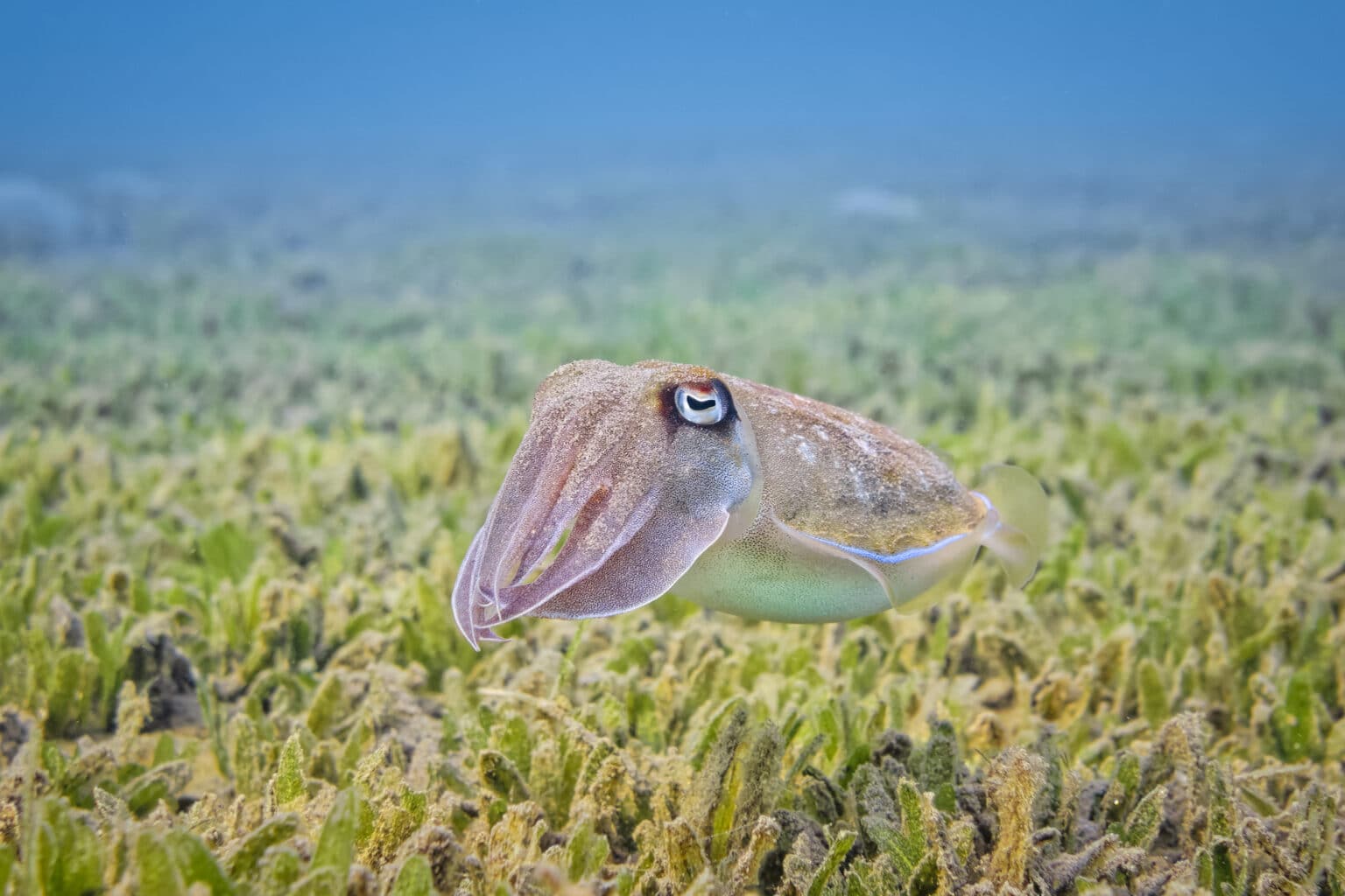 What is a Cephalopod and How to Identify One - Blue Planet Aquarium