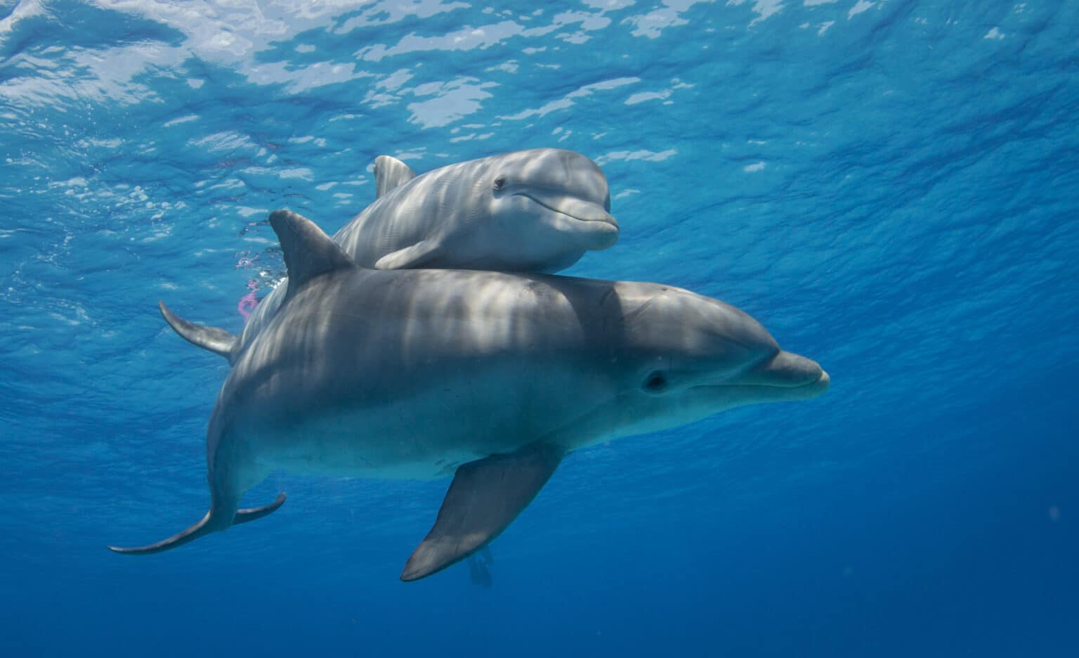 What are the Most Intelligent Sea Creatures? - Blue Planet Aquarium