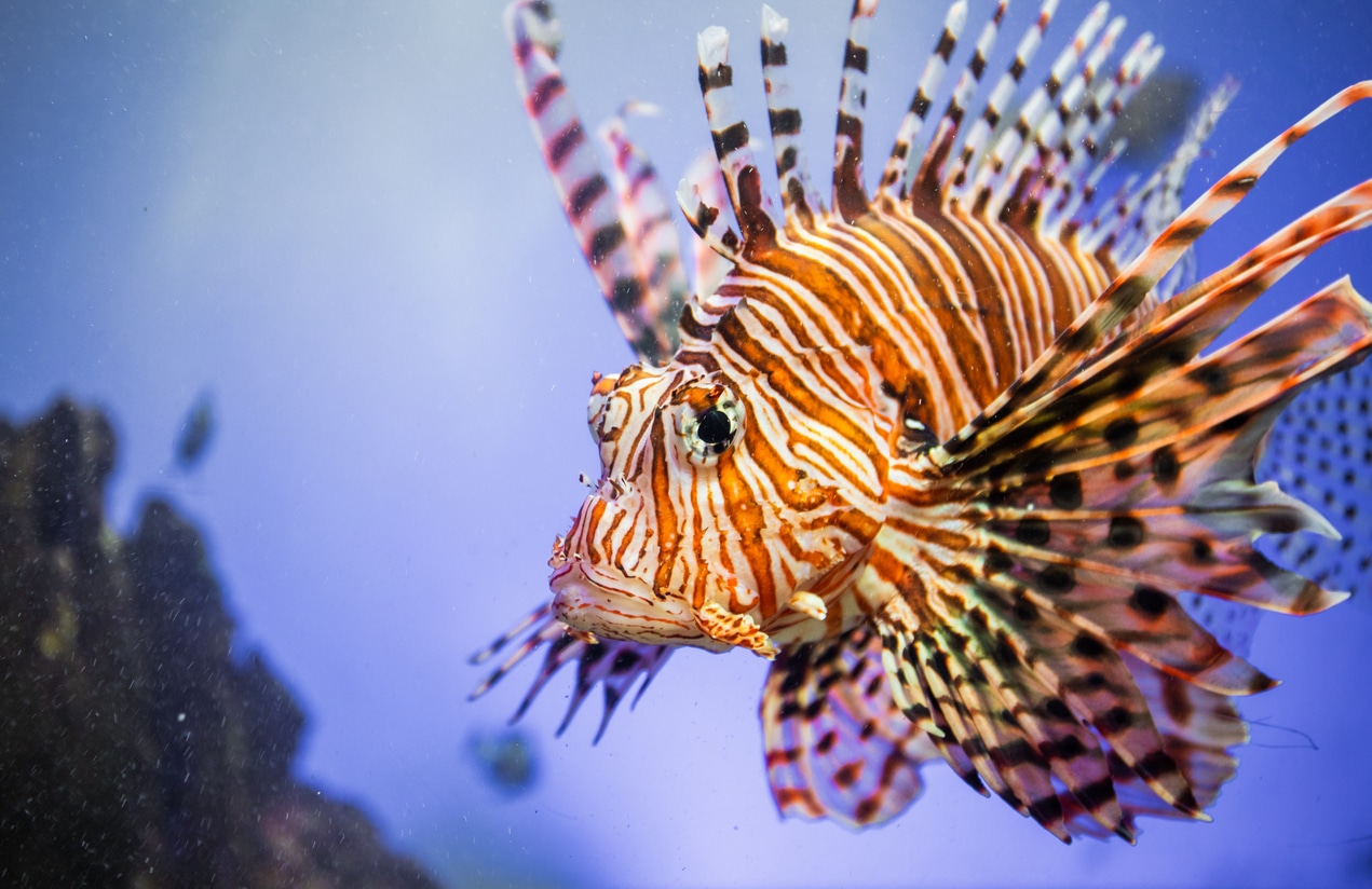 Lionfish: Everything You Need to Know - Blue Planet Aquarium