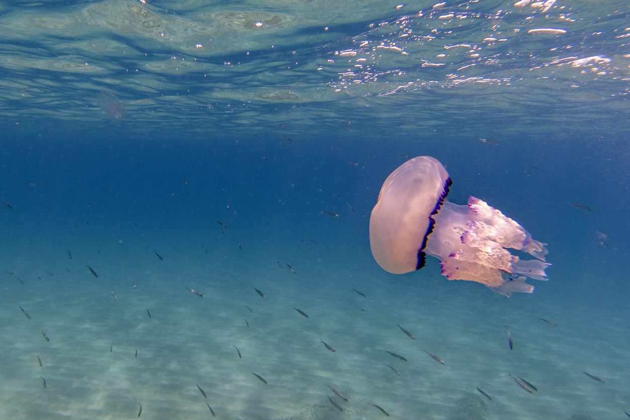 What are Cnidarians? Everything You Need to Know - Blue Planet Aquarium
