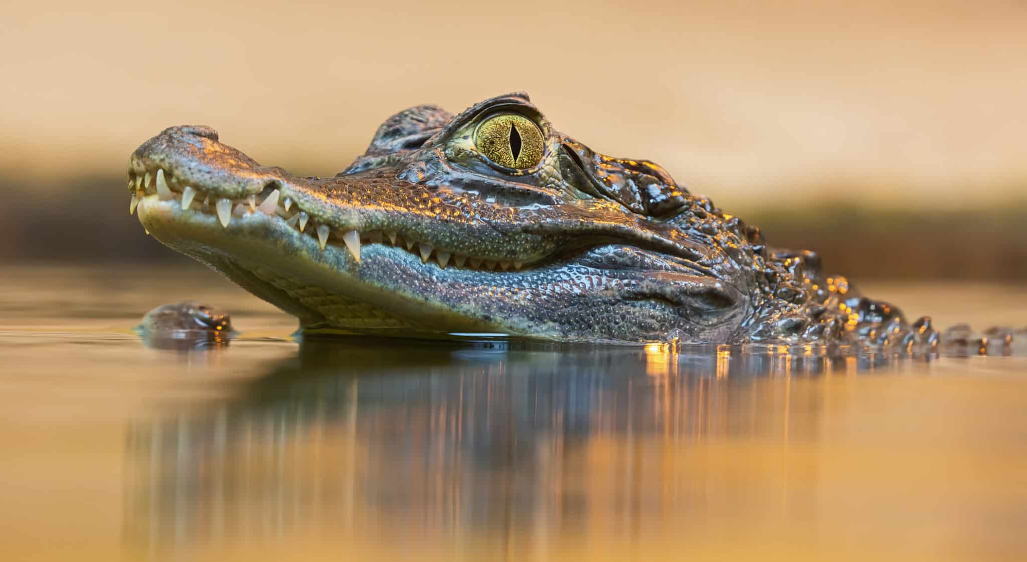 Crocodile vs Caiman vs Alligator - Blue Planet Aquarium