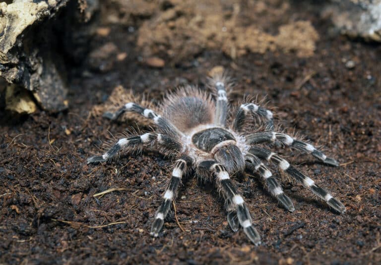 Tarantula Anatomy | Blue Planet Aquarium