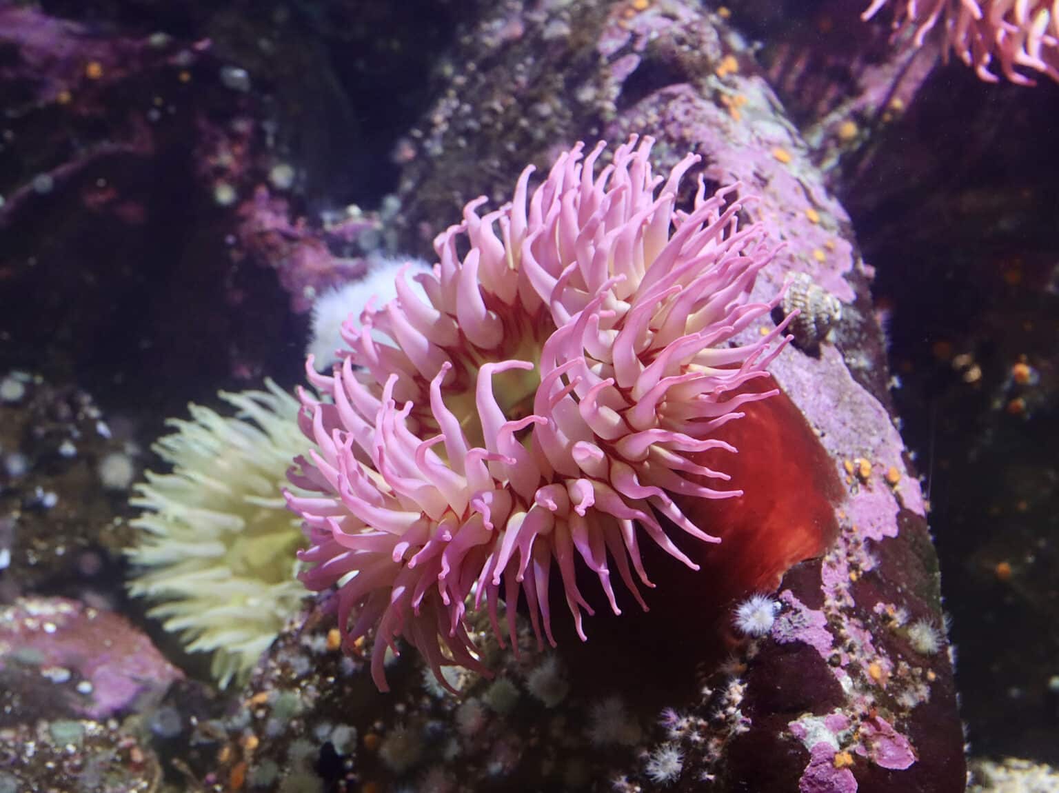 6 Fun Facts about Sea Anemones - Blue Planet Aquarium