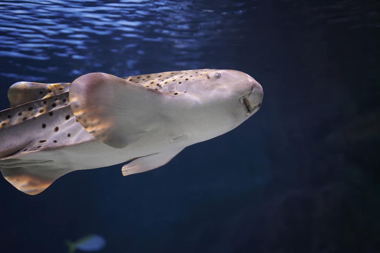 Weird and Wonderful Sharks | Blue Planet Aquarium