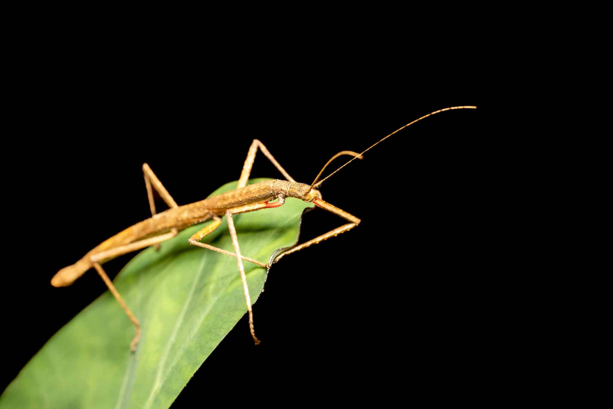 Everything You Need to Know About Stick Insects - Blue Planet Aquarium