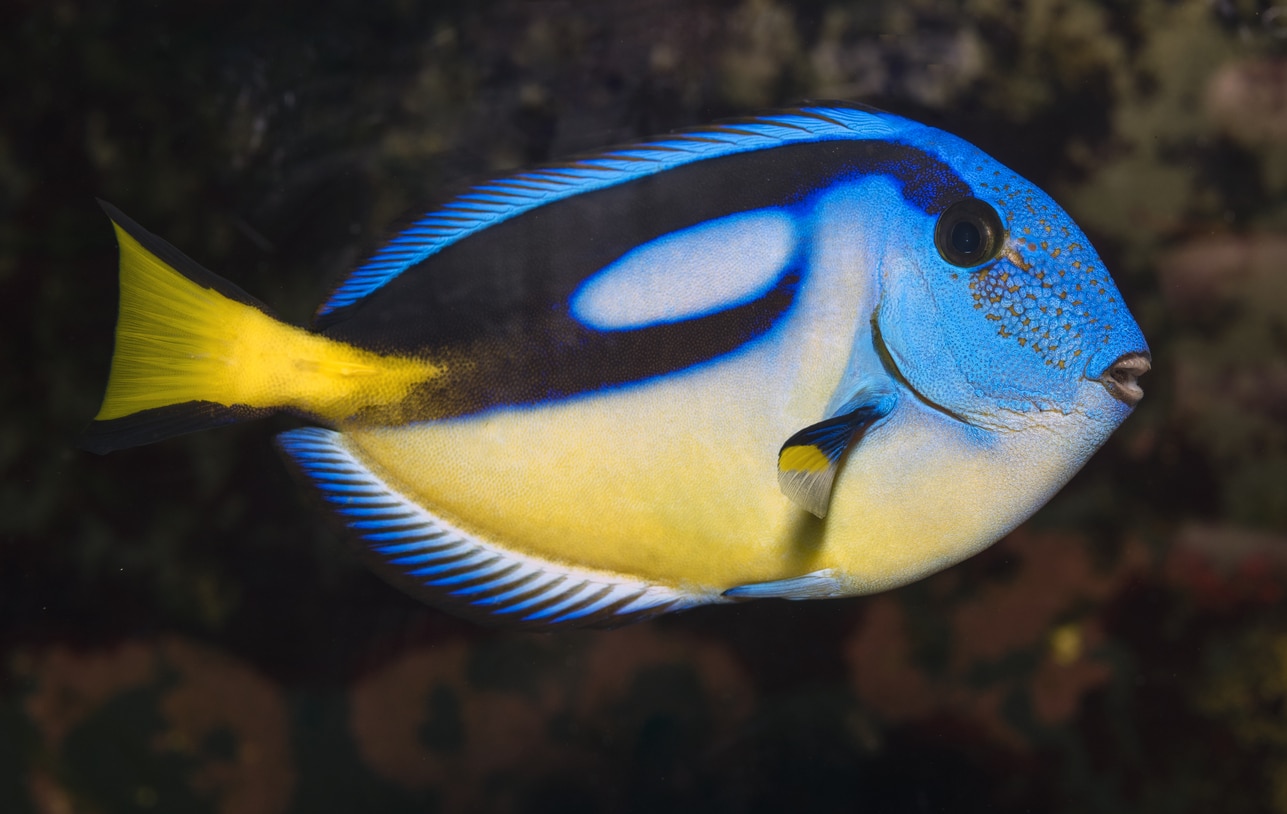 5 Interesting Facts About Tang Fish - Blue Planet Aquarium