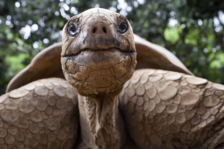 Turtles vs Tortoises: How to Tell the Difference - Blue Planet Aquarium
