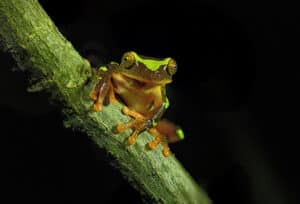 The Layers of the Rainforest and What They Mean - Blue Planet Aquarium