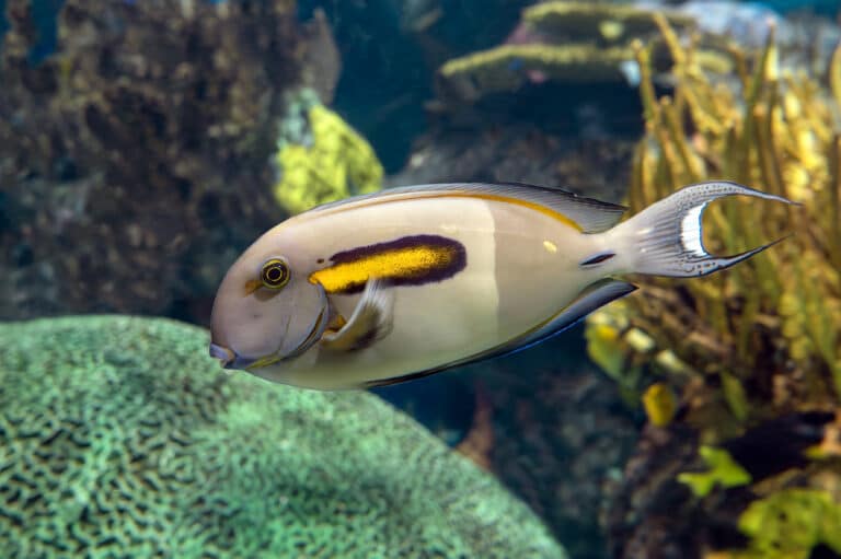 5 Interesting Facts About Tang Fish - Blue Planet Aquarium