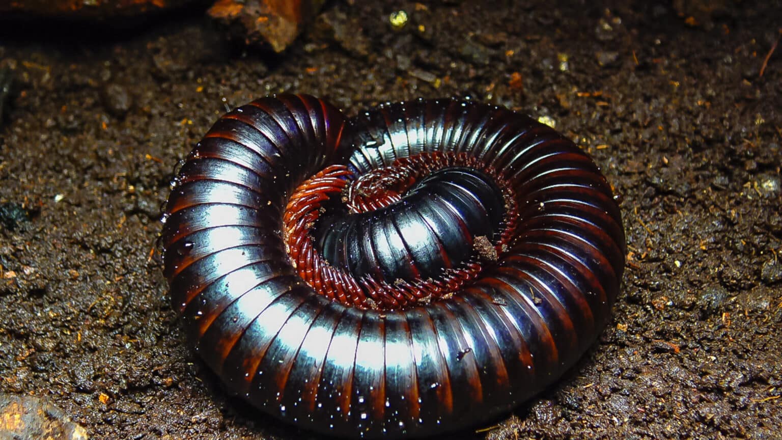 What Animal Has the Most Legs? 5 Fascinating Facts About Millipedes ...