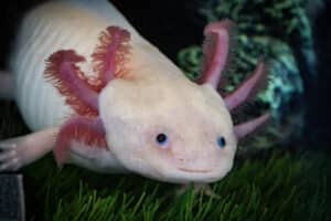 Taking a Closer Look at the Anatomy of an Axolotl - Blue Planet Aquarium