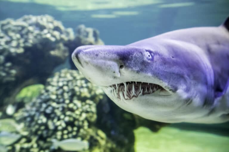 Learn All About the Anatomy of a Shark - Blue Planet Aquarium