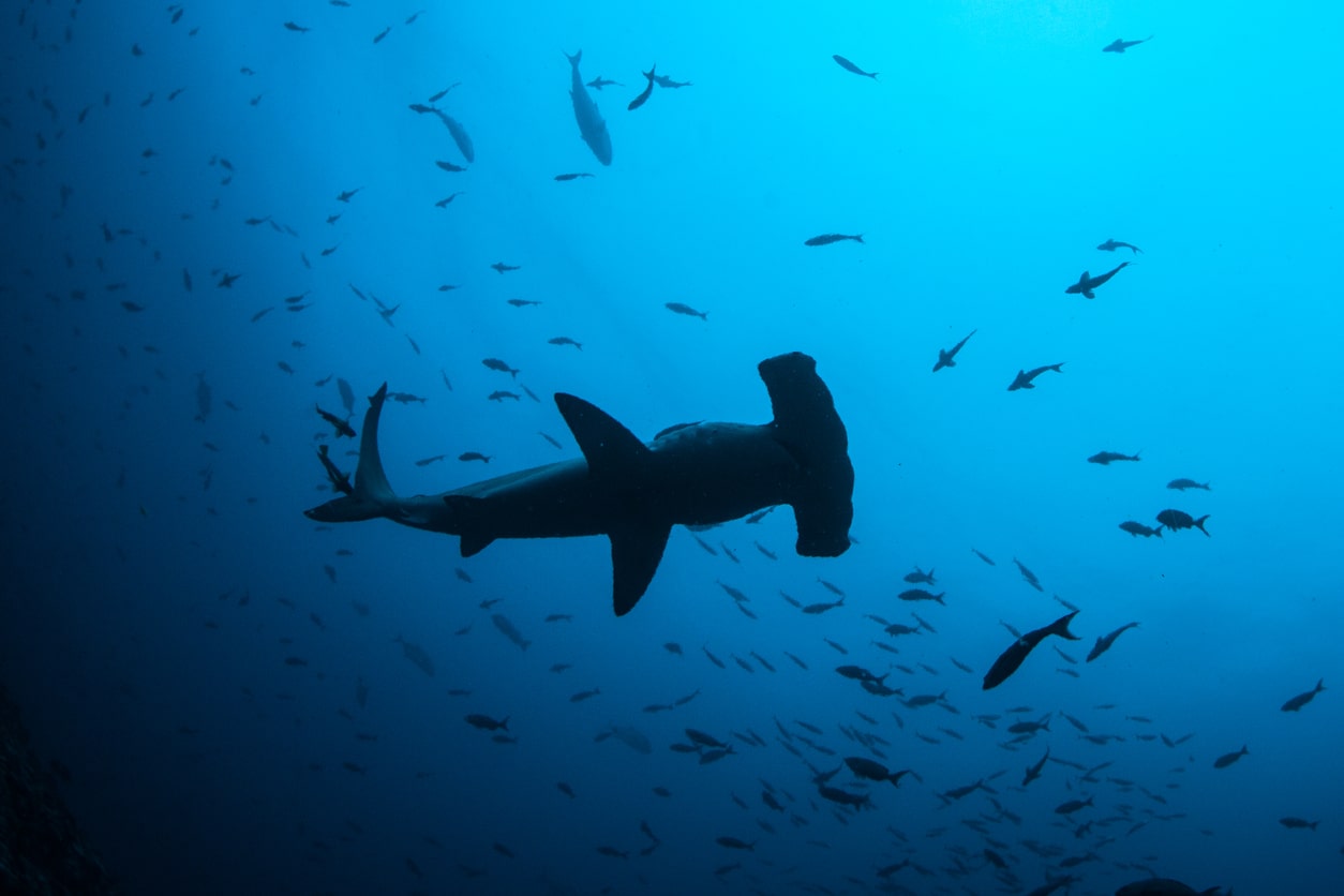 Weird and Wonderful Sharks | Blue Planet Aquarium