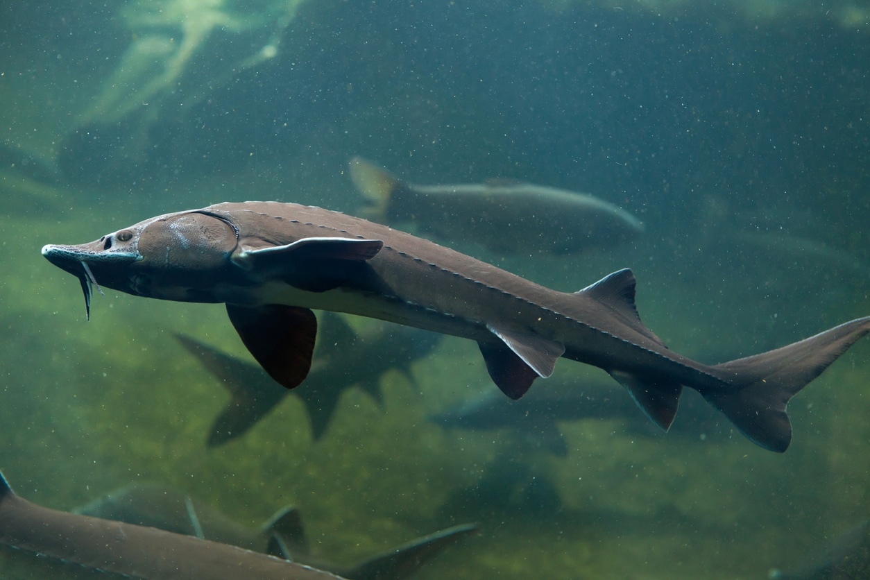 What Are the Rarest Fish in the World? - Blue Planet Aquarium