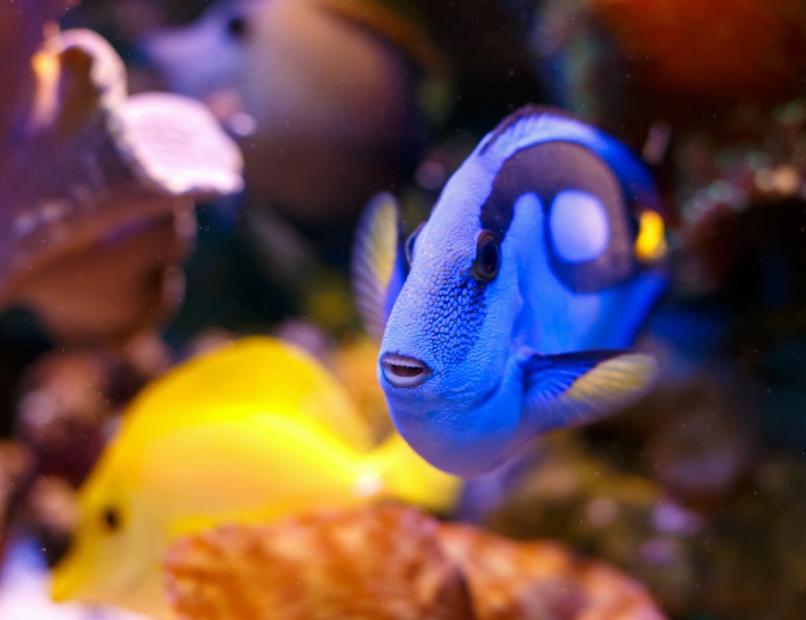 5 Interesting Facts About Tang Fish - Blue Planet Aquarium