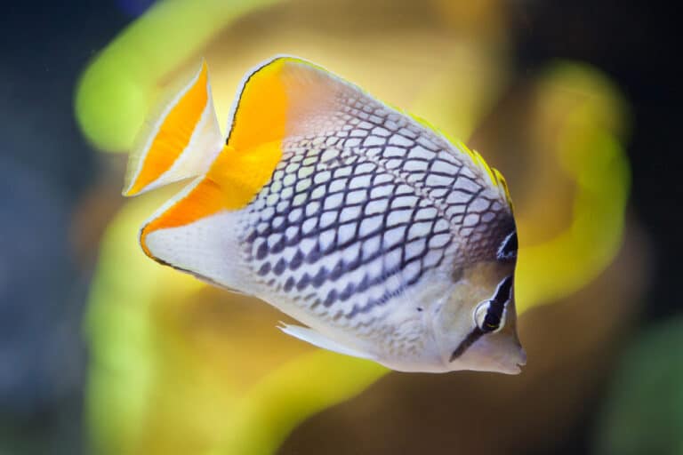 The Different Species of Butterflyfish - Blue Planet Aquarium