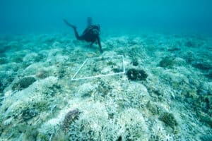 7 Famous Marine Scientists You Should Know - Blue Planet Aquarium