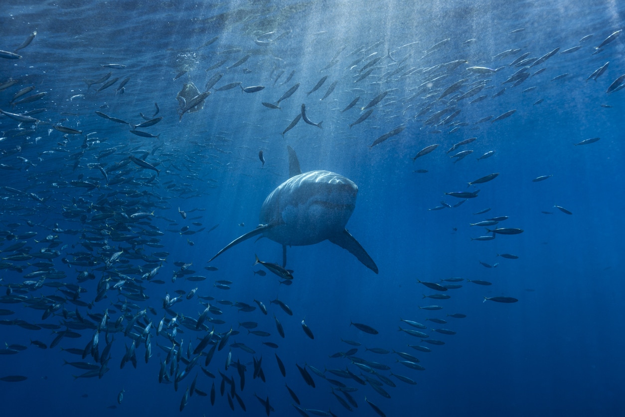 The Ocean Food Chain: Explained - Blue Planet Aquarium