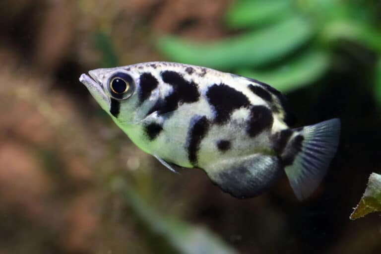 Do Fish Sleep at Night? - Blue Planet Aquarium