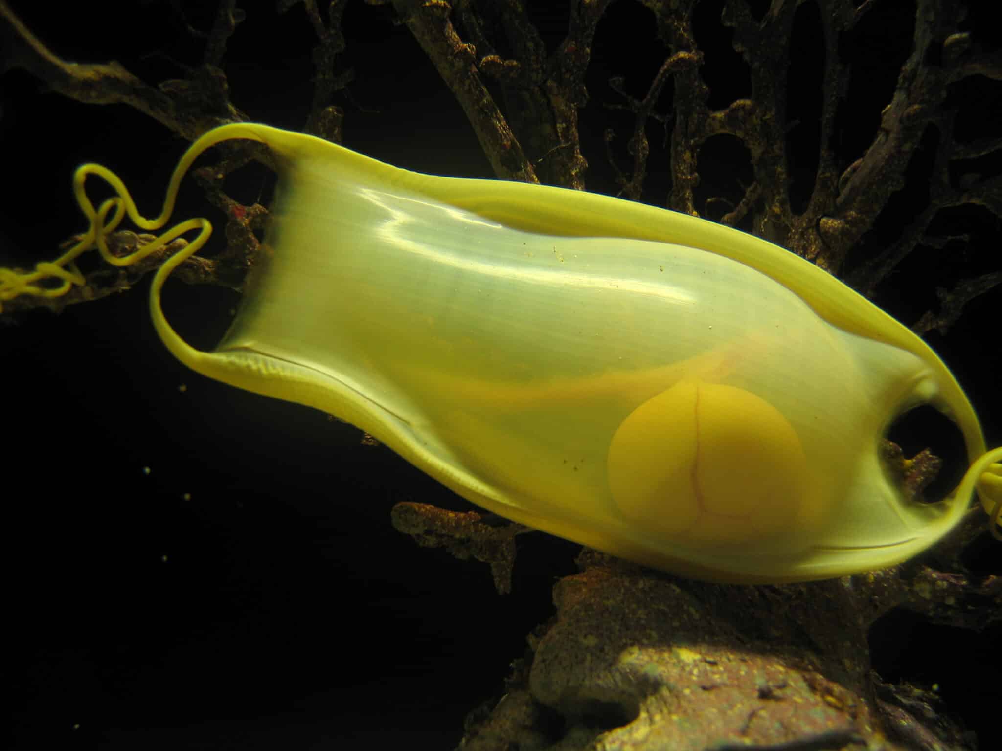 6 Things You Need to Know About Carpet Sharks - Blue Planet Aquarium