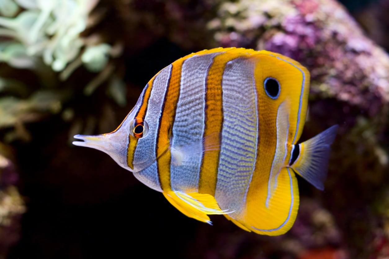 The Different Species of Butterflyfish - Blue Planet Aquarium