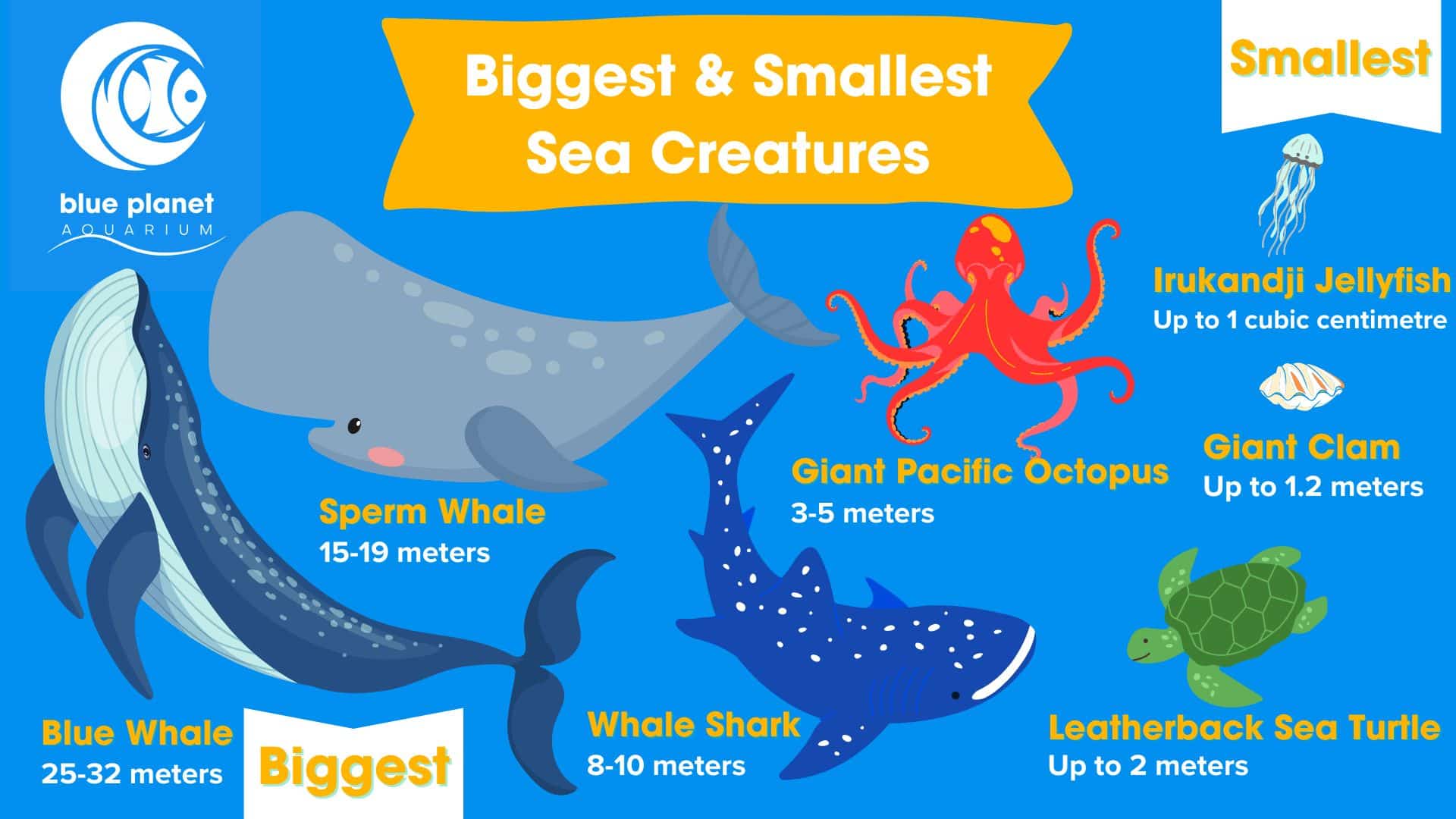 How Many Marine Animals Are There? - Blue Planet Aquarium