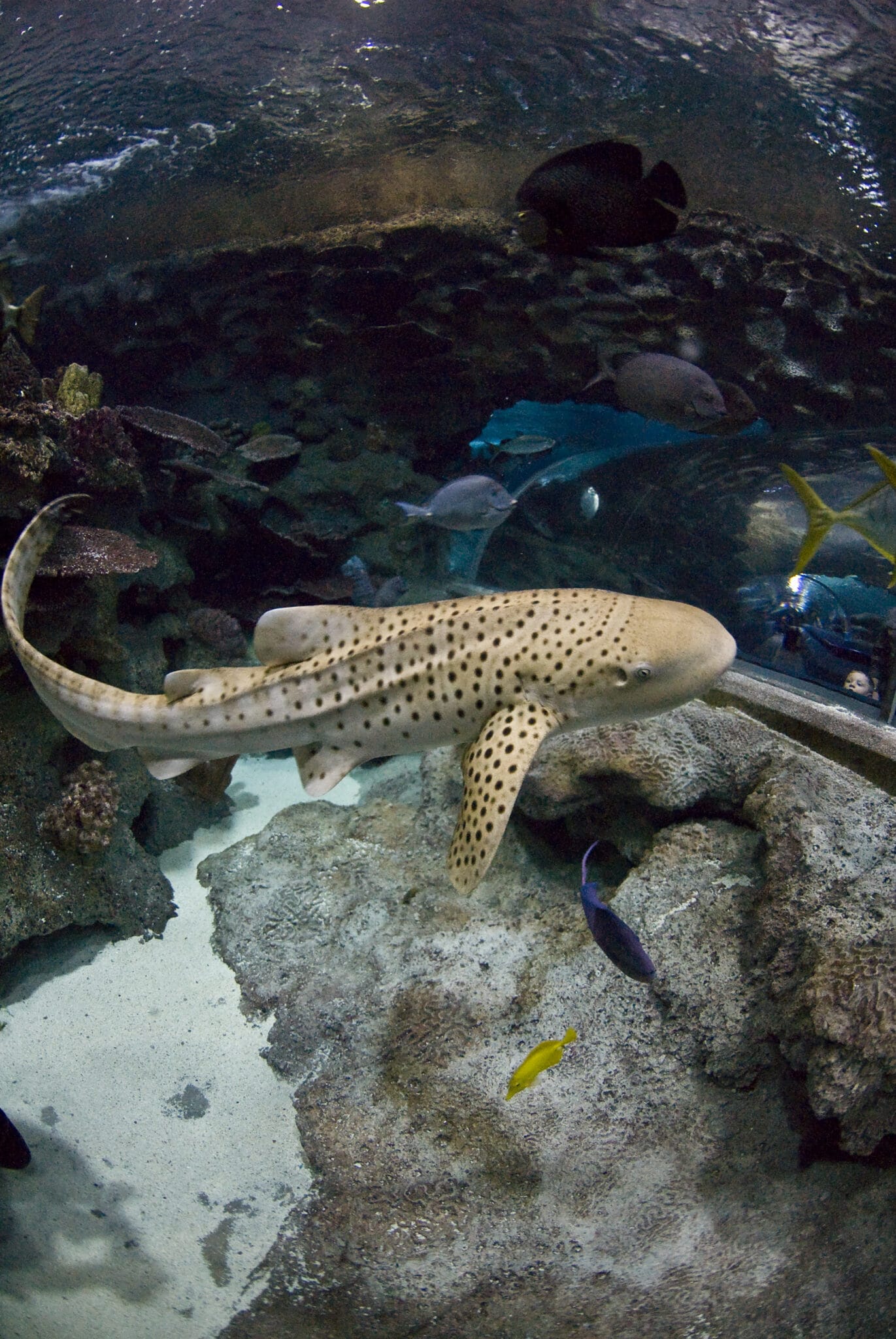 Discover Blue Planet Aquariums Favourite Picks! | Staff Stories