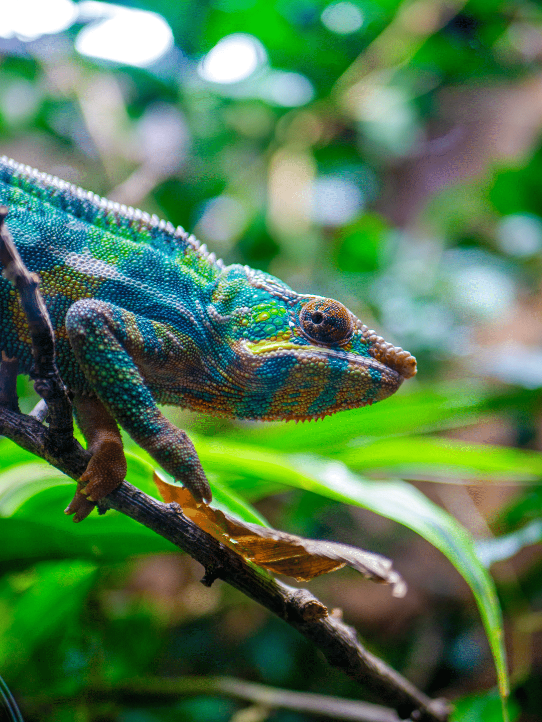 Everything You Need to Know about Lizards - Blue Planet Aquarium