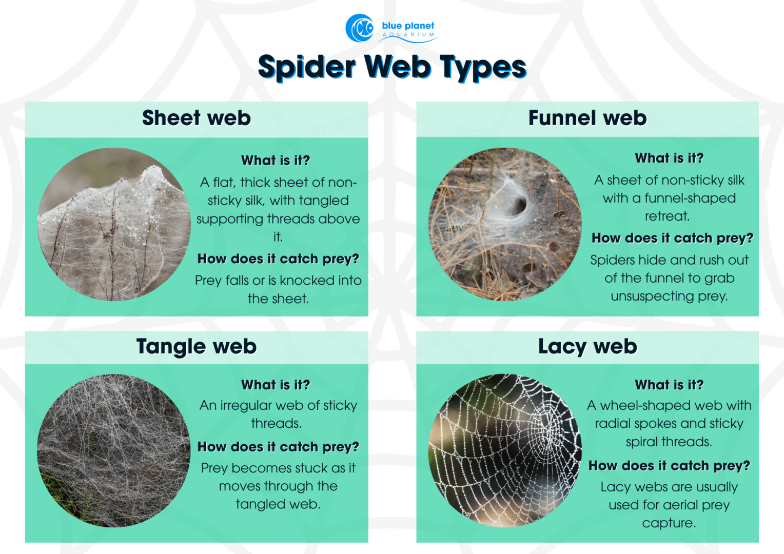 Why Do Spiders Make Webs? - Blue Planet Aquarium
