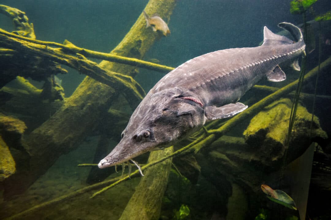Learn All About Sturgeon Fish - Blue Planet Aquarium